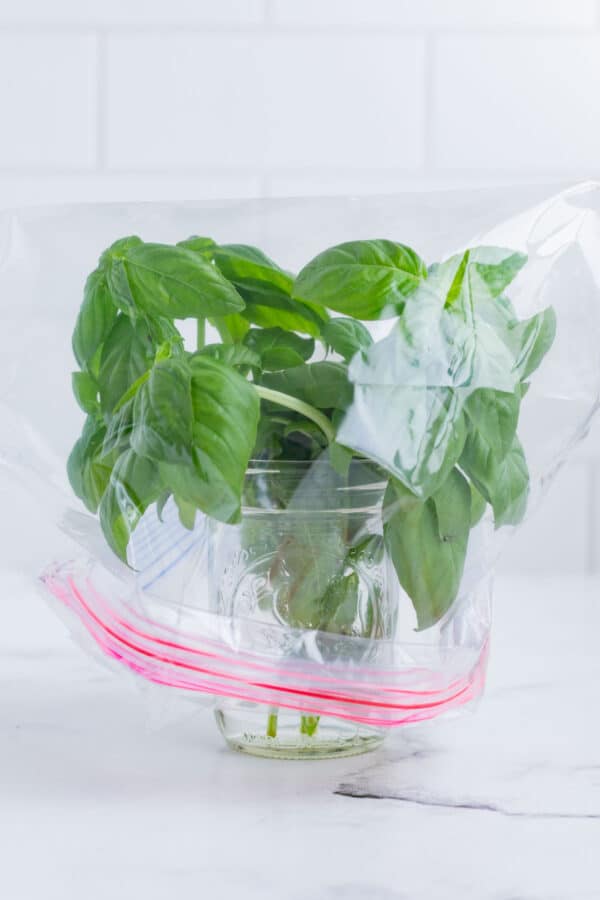 How to Store Basil So It Stays Fresh! - Evolving Table