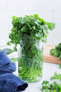 How to Store Cilantro (Whole or Chopped) - Evolving Table