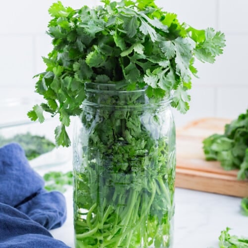 How to Store Cilantro (Whole or Chopped) - Evolving Table